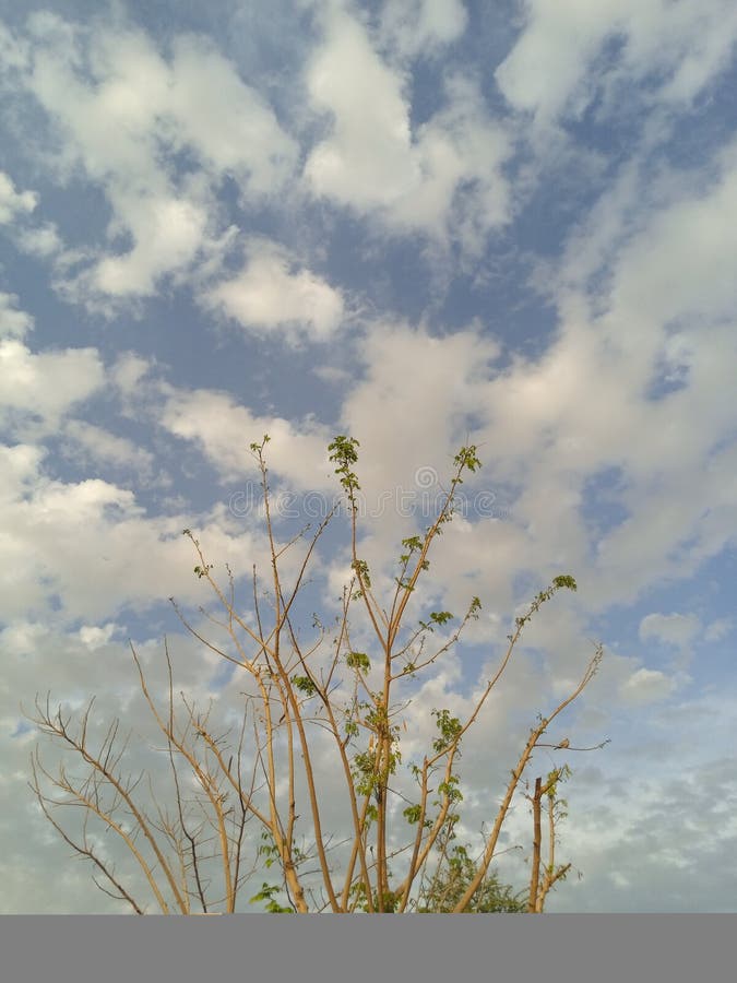 Trees with Cloudy Background Stock Photo - Image of sunlight, plain ...