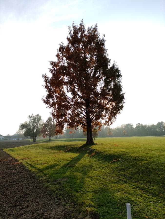 Trees in a cloudy day stock image. Image of soil, produce - 238944559