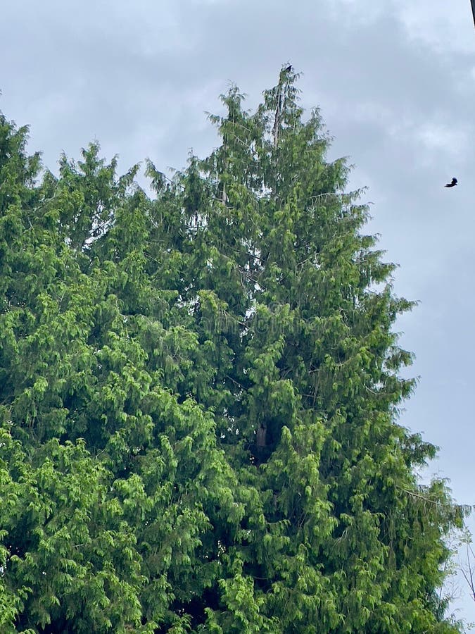 Trees on a cloudy day stock photo. Image of sunny, sunlight - 323829544