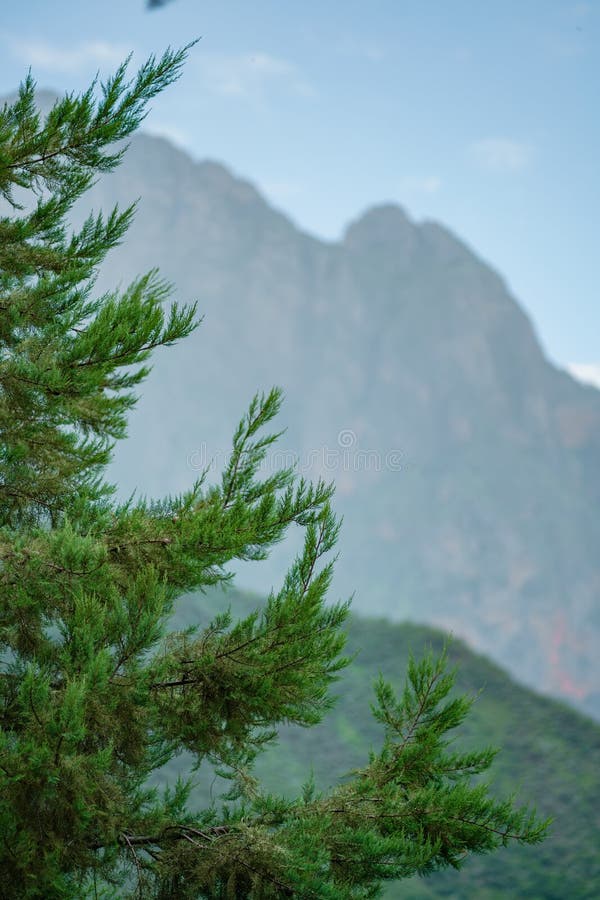 Trees Clustered in the Foreground and Mountains Behind Stock Image ...