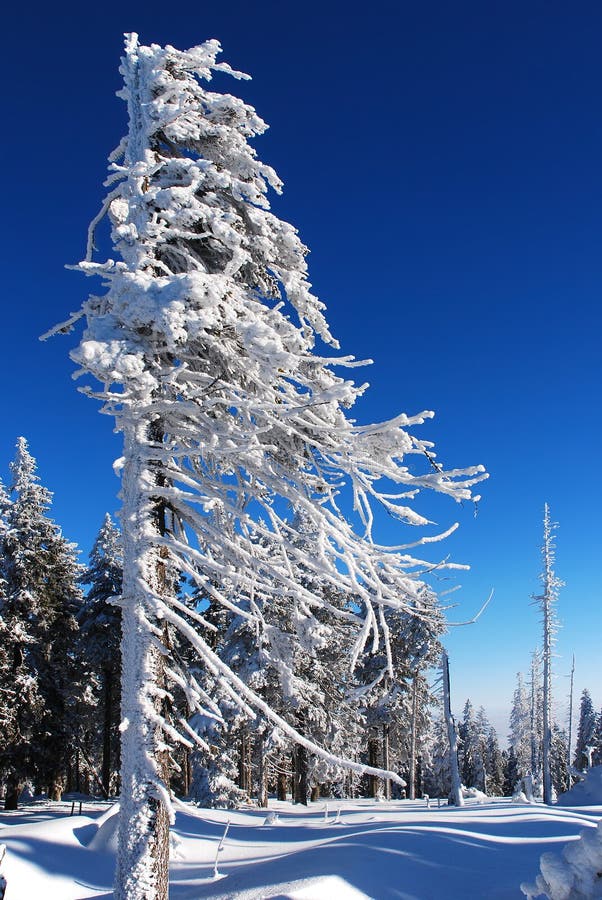 Trees coated with snow stock image. Image of december - 29440021