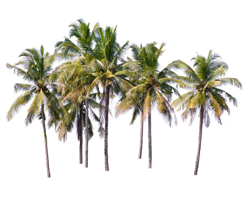 Trees Coconut Isolated on White Background, Coconut Trees Isolated Used ...
