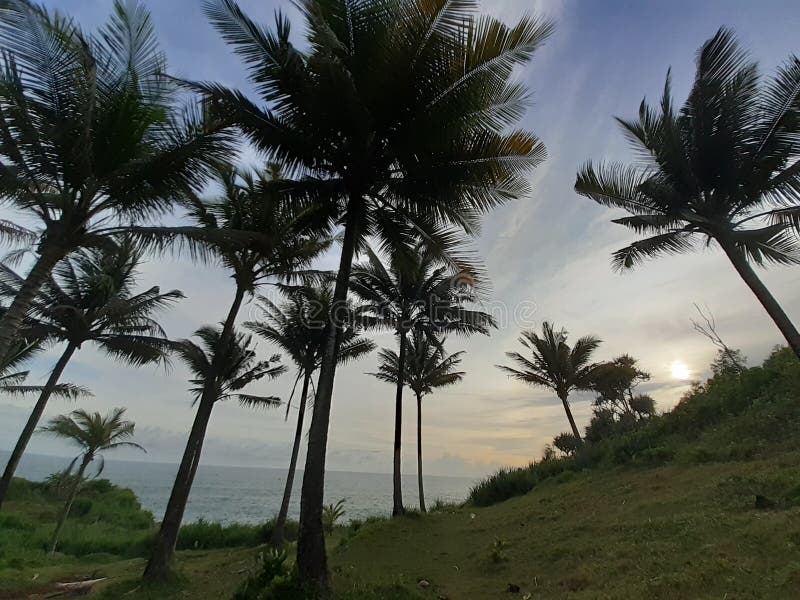 Trees of Coconut on Land beside Beach at Sunset Stock Photo - Image of ...