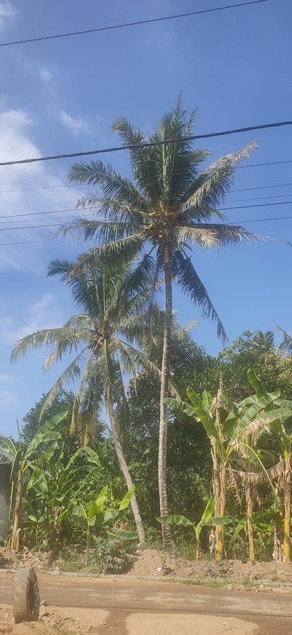 Trees coconut nature stock image. Image of nature, palmtrees - 299000645