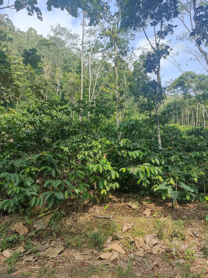 Trees of Coffee among Another Trees Stock Image - Image of agriculture ...