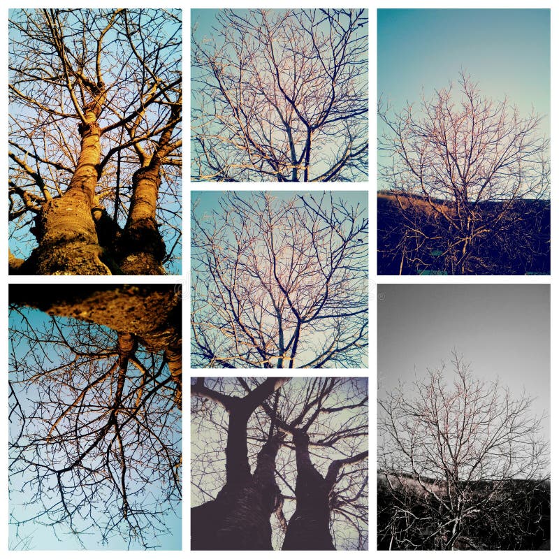 Trees Colage Stock Photos - Free & Royalty-Free Stock Photos from ...