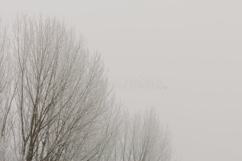 Trees in cold foggy winter stock photo. Image of nature - 131607212
