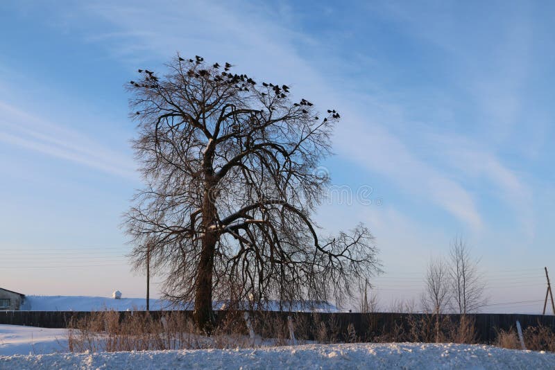 Trees in cold winter day stock photo. Image of idyllic - 74748092