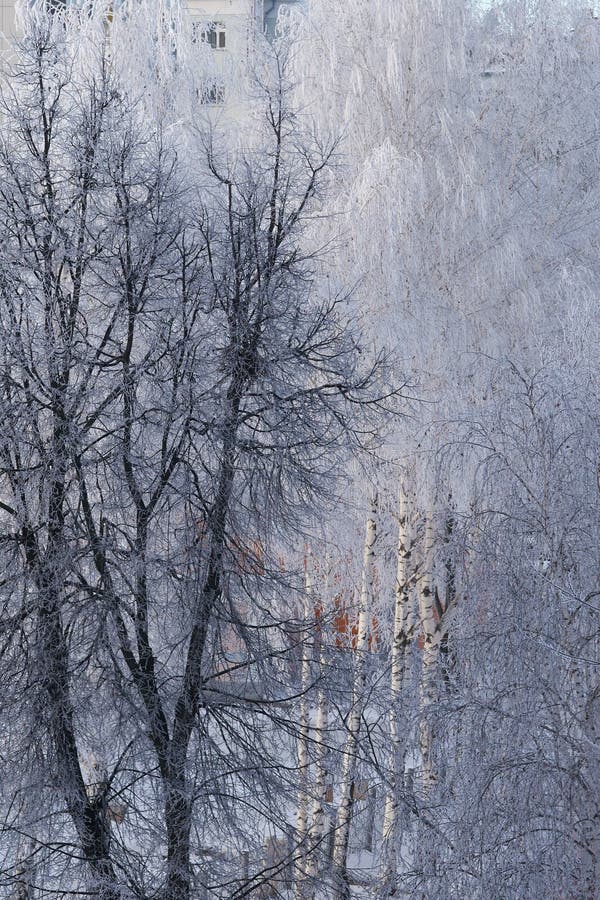 Trees stock photo. Image of climate, humidity, advection - 169111310