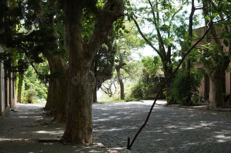 Trees of Colonia stock image. Image of colonia, sacramento - 84885221
