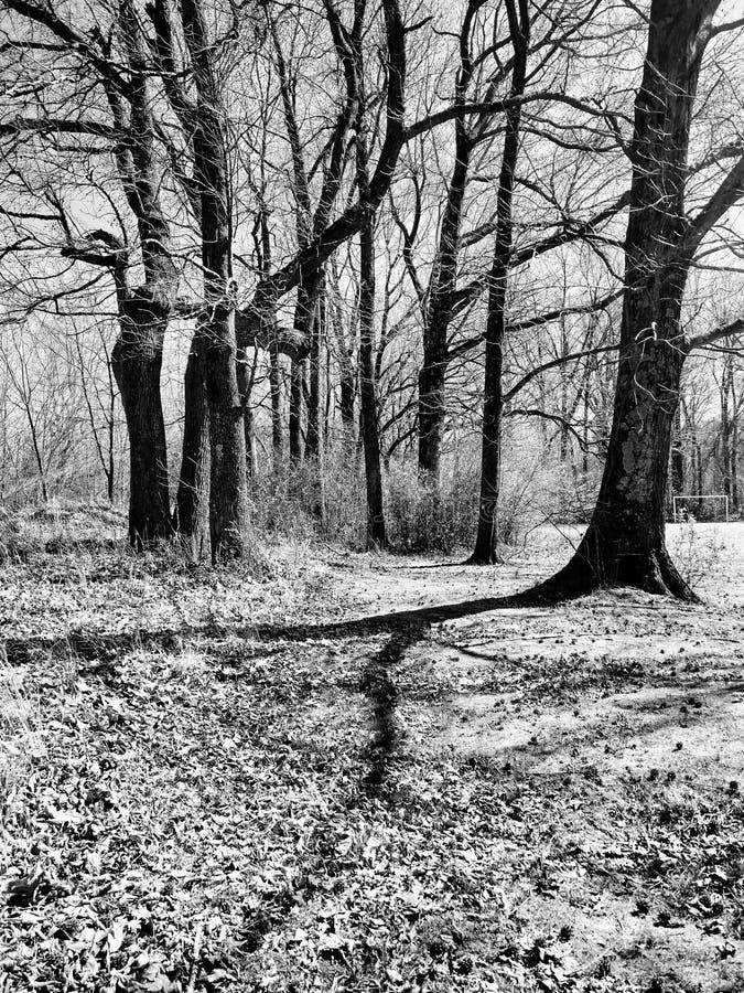 Trees without Color or Leaves Stock Photo - Image of color, trees ...