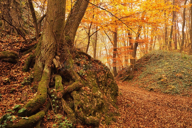 Autumn forest scene stock photo. Image of scenics, color - 118508878