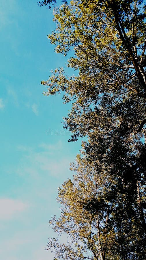 Trees stock photo. Image of trees, summer, colors, leaves - 163807760