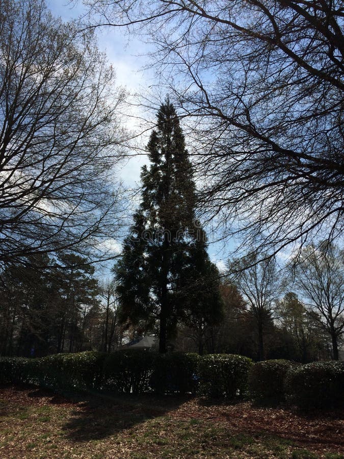 184 Conical Bushes Stock Photos - Free & Royalty-Free Stock Photos from ...