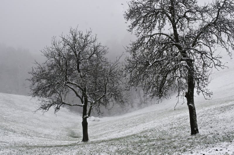 Trees in a Cool Snowy Morning Stock Photo - Image of cool, trees: 107905426