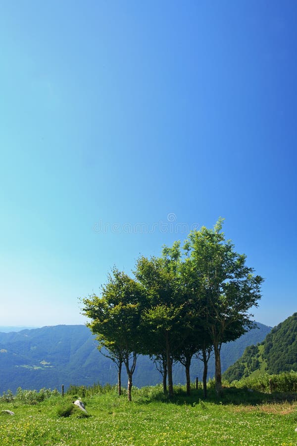 Trees and copy stock image. Image of concept, grass, young - 2903825
