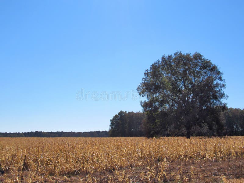 228 Trees Lined Up Field Stock Photos - Free & Royalty-Free Stock ...