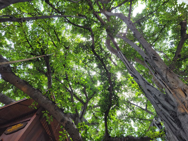 Trees with a Corner of the Tree House. Stock Image - Image of corner ...