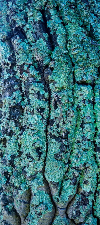 Tree Trunk Cortex Brown and Fluorescent Green Stock Image - Image of ...