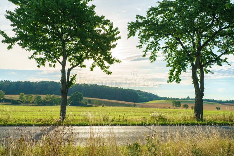 Trees on a Country Road in the Midday Sun Stock Image - Image of green ...