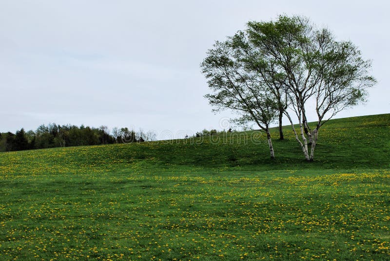 Trees in countryside stock photo. Image of meadow, nature - 9634728