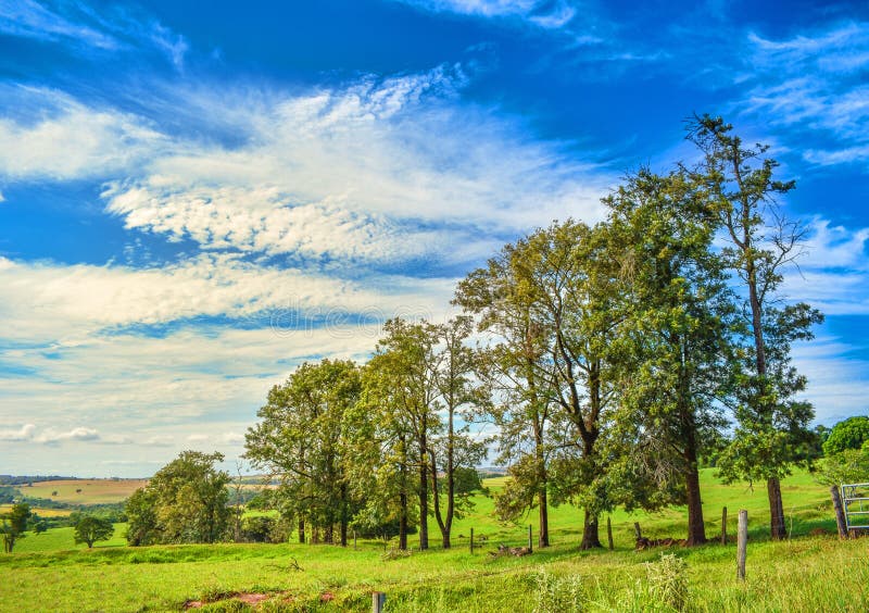 Trees in the countryside stock photo. Image of farm - 155453154