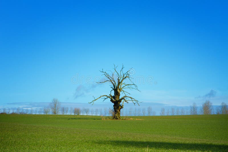 Trees in a Countryside Scene at Sunset Stock Photo - Image of natural ...