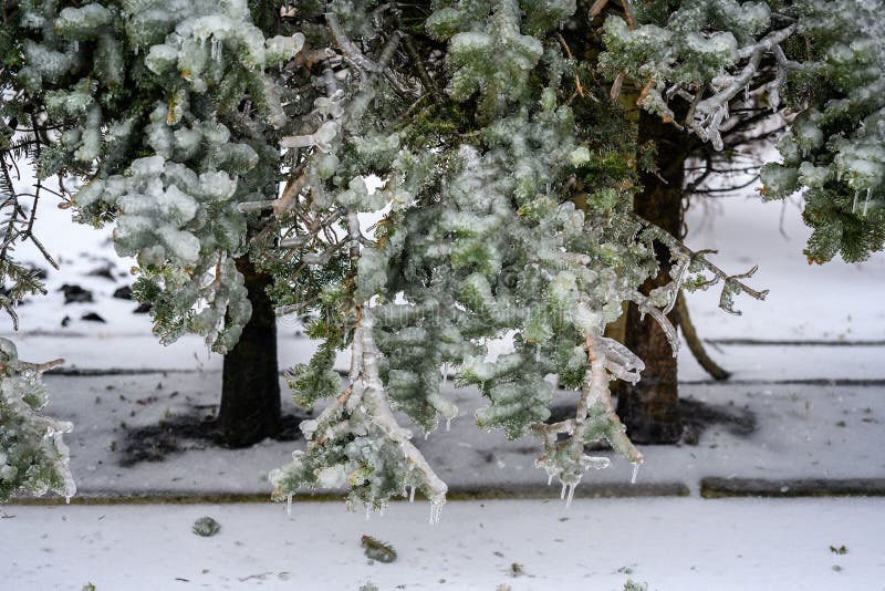 Trees are Covered with a Crust of Ice Stock Image - Image of closeup ...