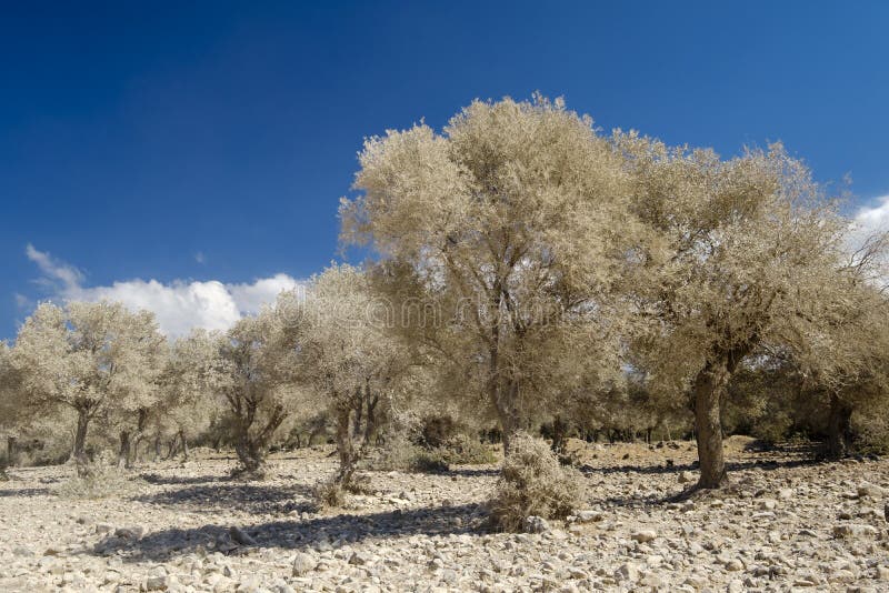 Trees are Covered with Dust and Became White Stock Image - Image of ...