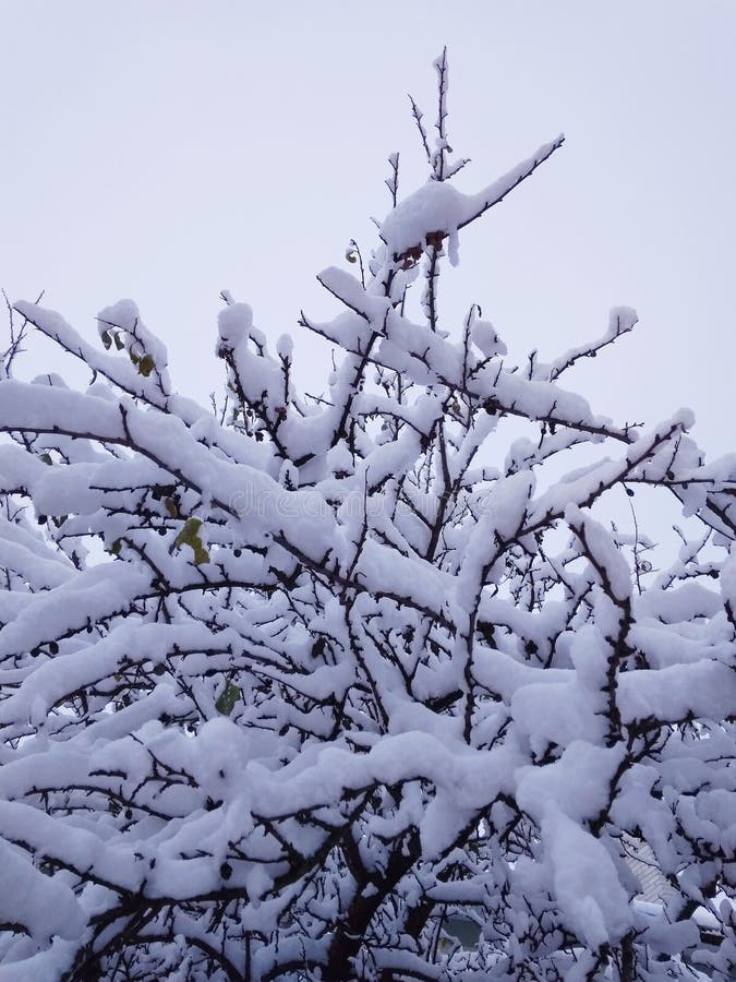 The Trees are Covered with the First Snow in November Stock Photo ...