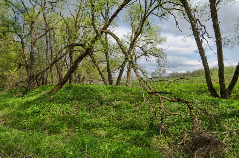 Trees in the Spring on the River Bank Stock Image - Image of travel ...