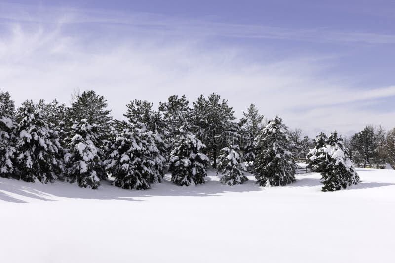Trees Covered in Fresh Snow Stock Image - Image of background, scenic ...