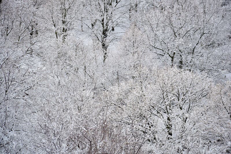 Snowy trees in December stock photo. Image of contrast - 107952456