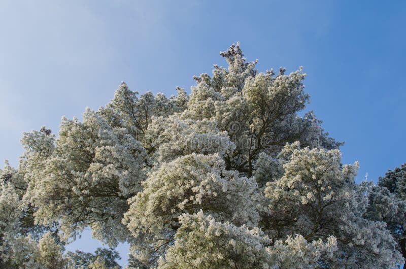 Trees Covered with Frost in a Snowy Forest Stock Image - Image of ...