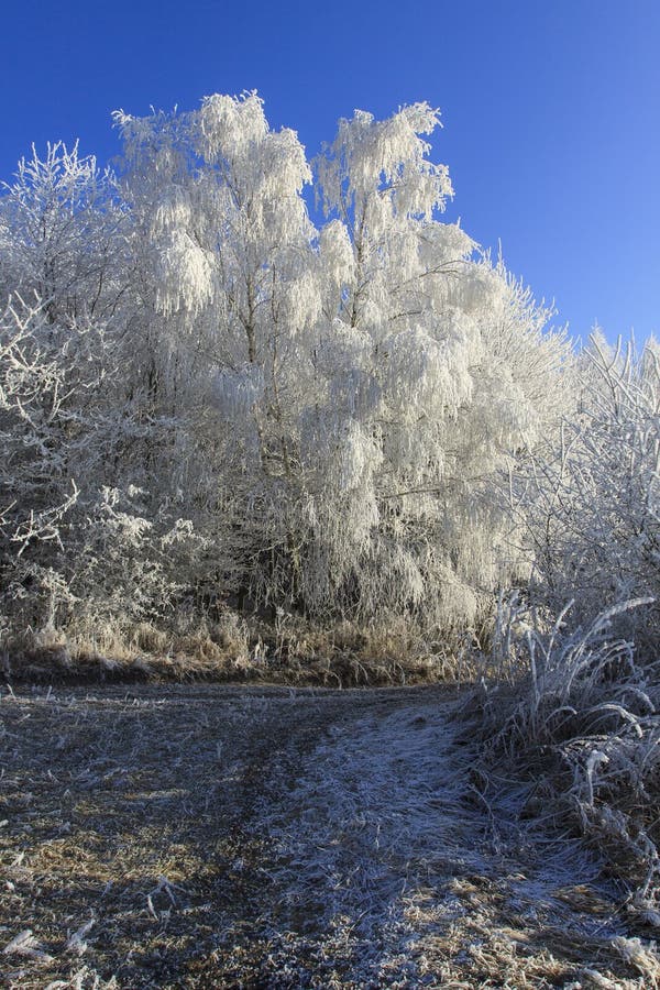 Trees covered with frost stock photo. Image of wildrose - 84039446