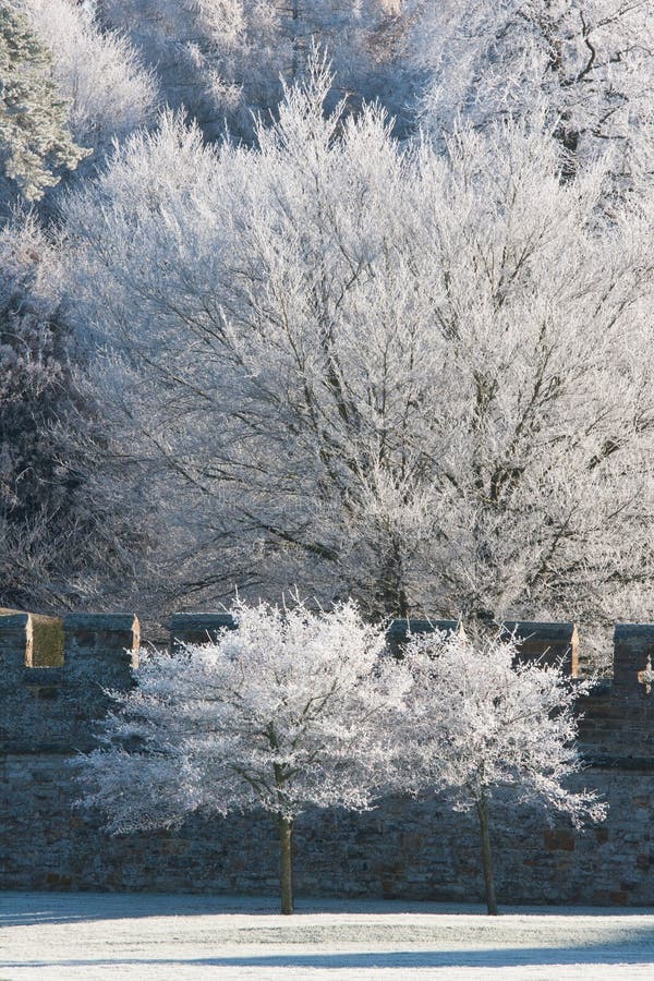 Hoarfrost stock photo. Image of greenery, branch, winter - 368378