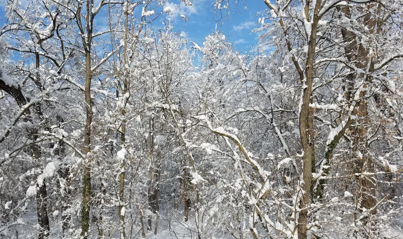 Trees Covered in Ice and Snow Stock Photo - Image of snowflakes ...