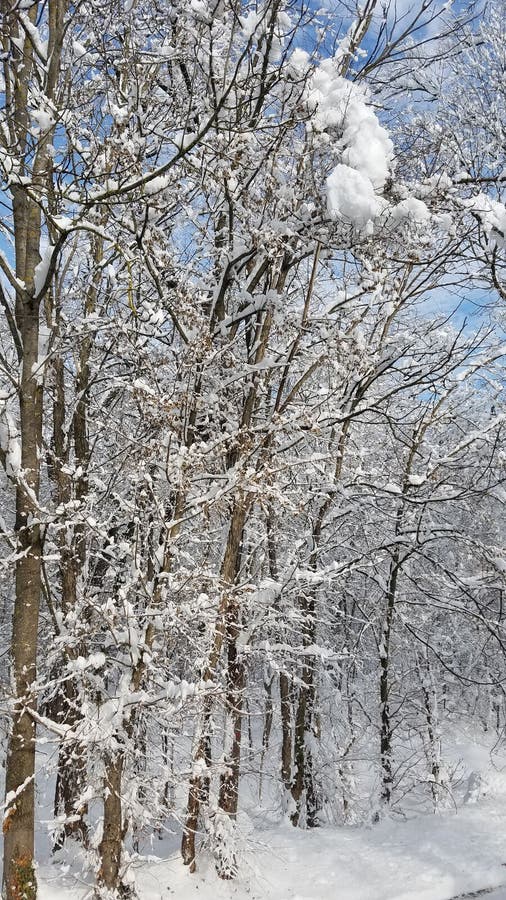 Trees Covered in Ice and Snow Stock Photo - Image of christmas, cold ...