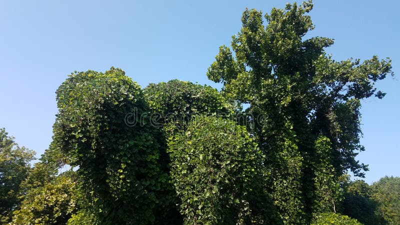 Trees Covered with Invasive Green Vine Weeds Stock Image - Image of ...
