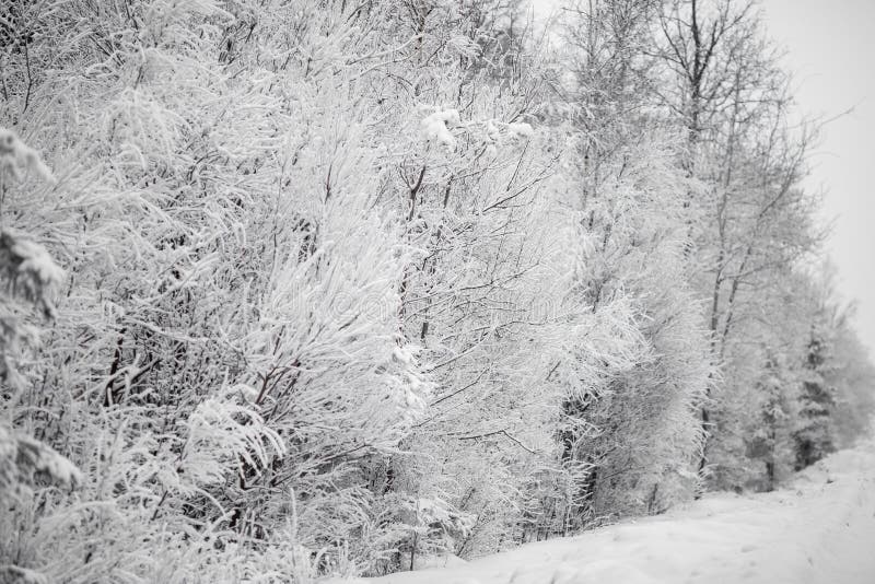 Trees Covered with Lots of Snow Stock Image - Image of silver, golden ...