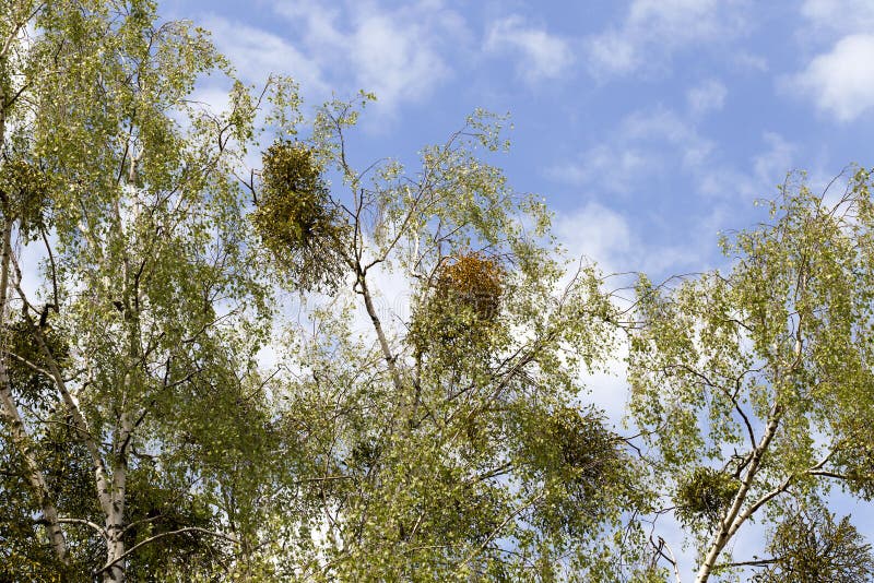 Trees Covered with Mistletoe Stock Photo - Image of nature, mistletoe ...