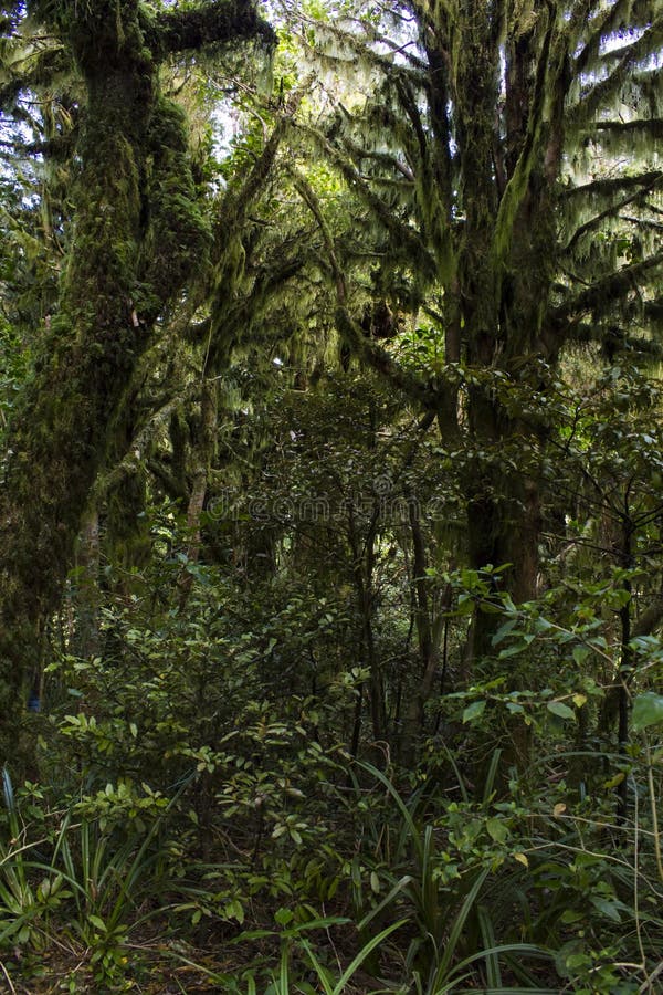 137 New Zealand Moss Floor Stock Photos - Free & Royalty-Free Stock ...