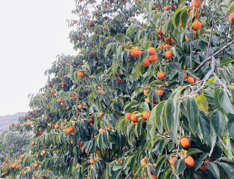 Trees Covered with Persimmon Fruits High in the Mountains. Stock Photo ...