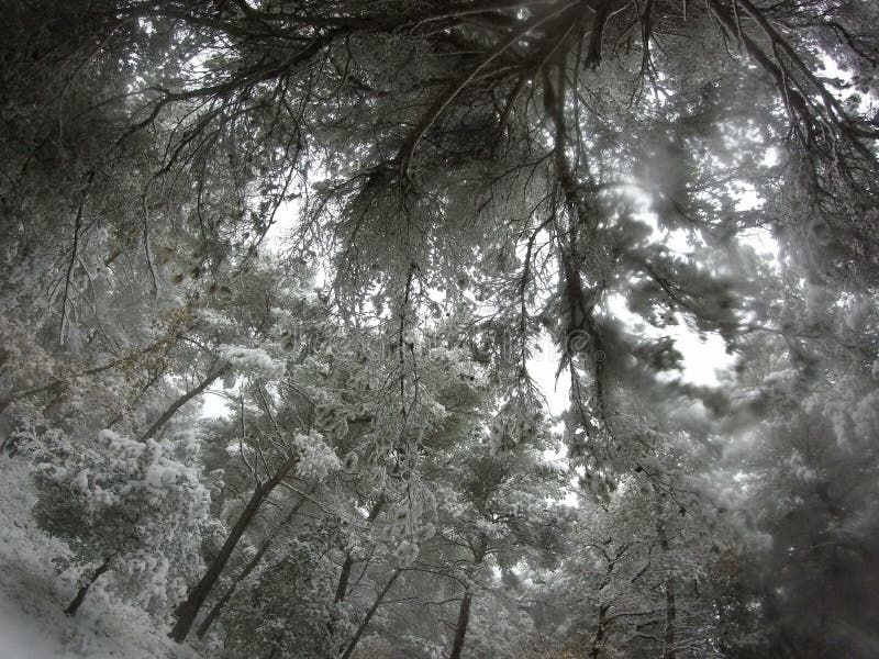 Trees Covered with Powder Snow Stock Image - Image of white, wintern ...