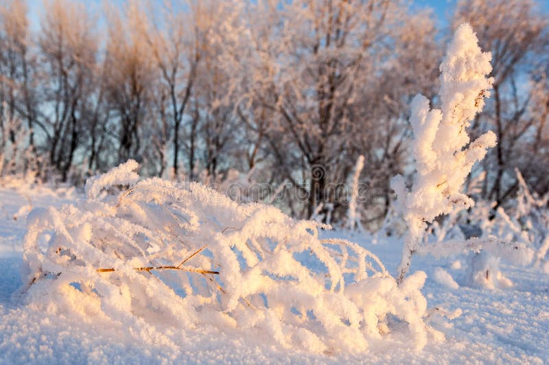 Trees covered with rime stock photo. Image of branch - 121111852
