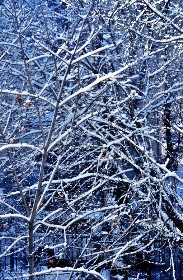 Trees Covered by the Snow, in Blue Tones. Stock Image - Image of ...