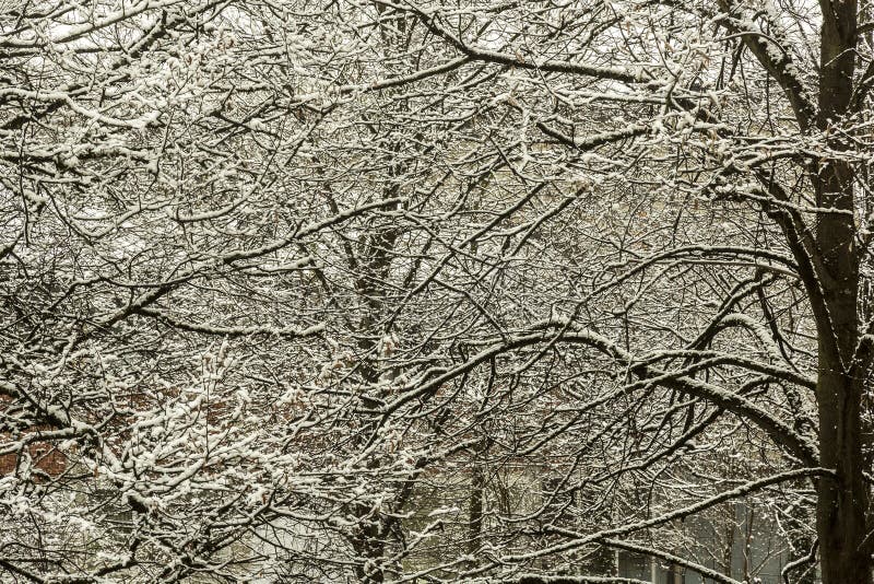 Trees Covered with Snow in December Stock Photo - Image of white ...