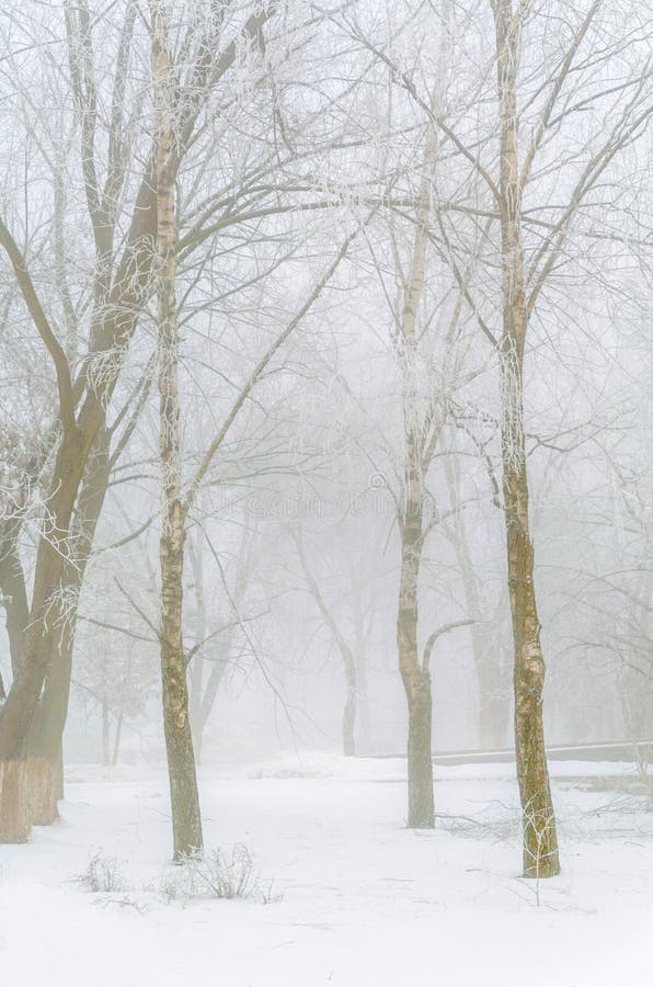 Trees Covered with Snow in the Forest in Thick Fog Winter Landscape ...