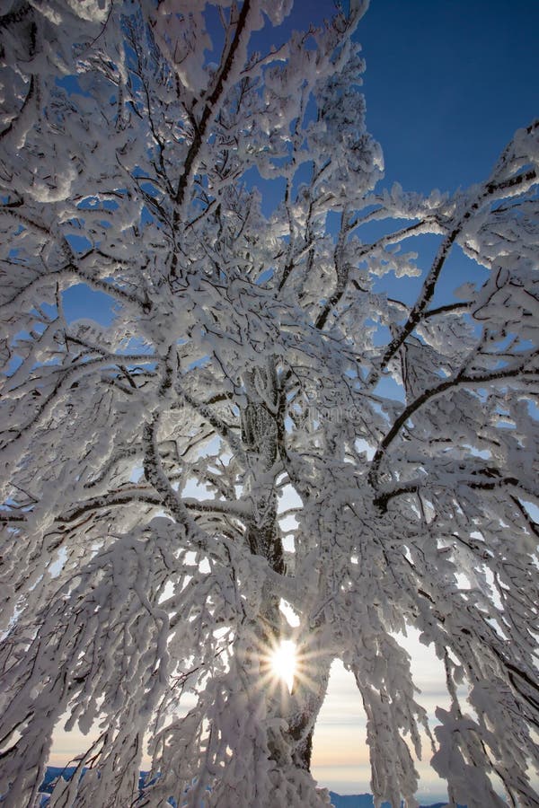 Trees covered with snow stock image. Image of snowfall - 30215913