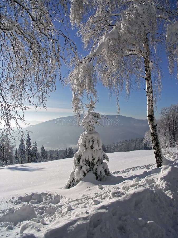 Trees in snow stock photo. Image of frost, hibernal - 136461164
